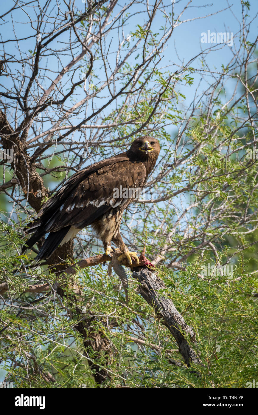 Greater spotted eagle or spotted eagle or Clanga clanga portrait ...