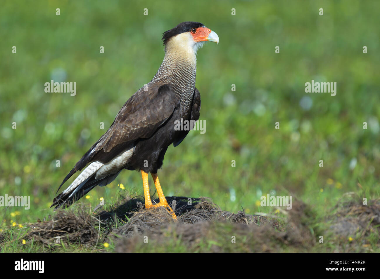 Southern Crested Caracara (Caracara plancus) in the Pantanal Stock ...
