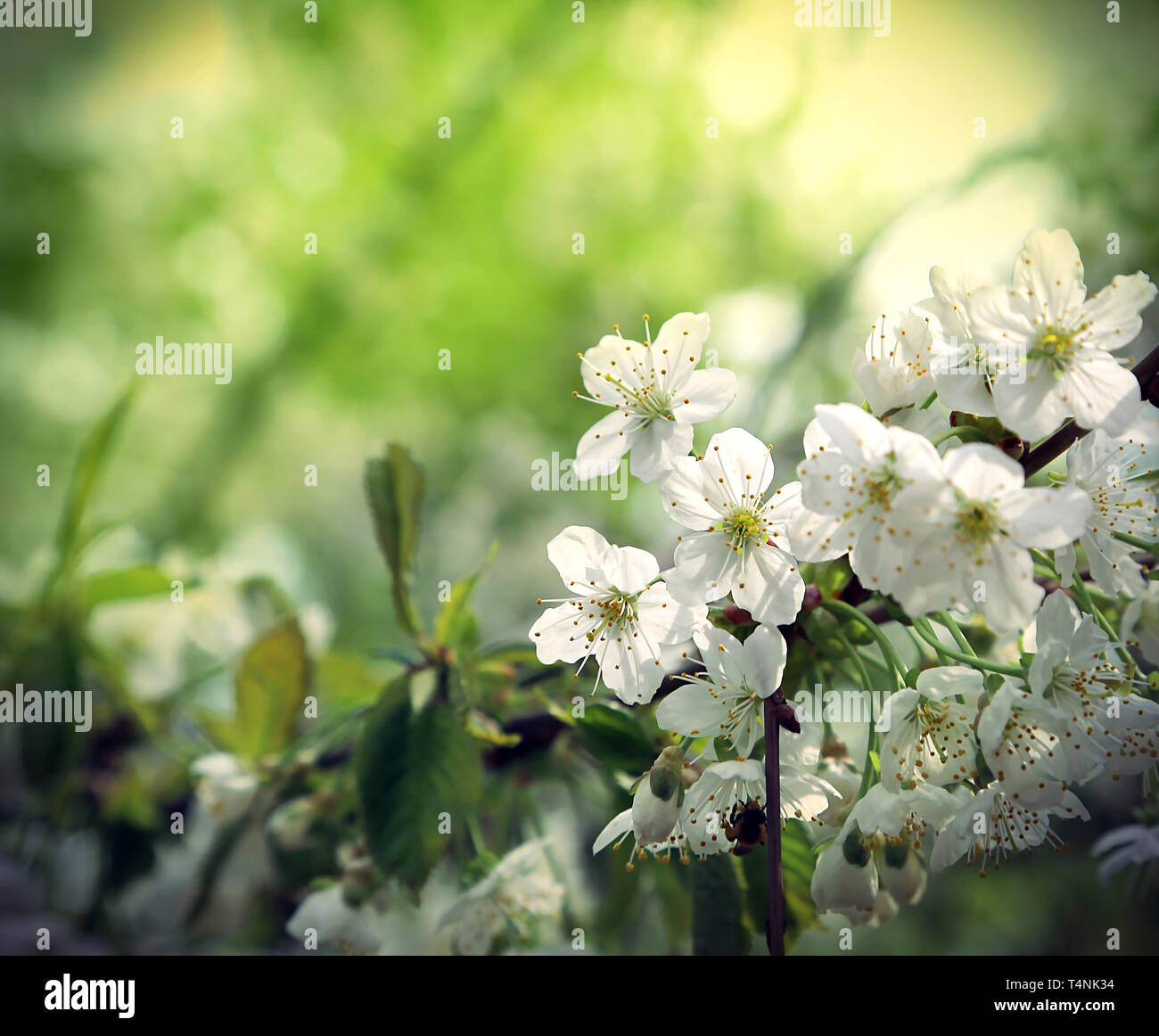 Branch of a flowering spring tree with beautiful white flowers Stock ...