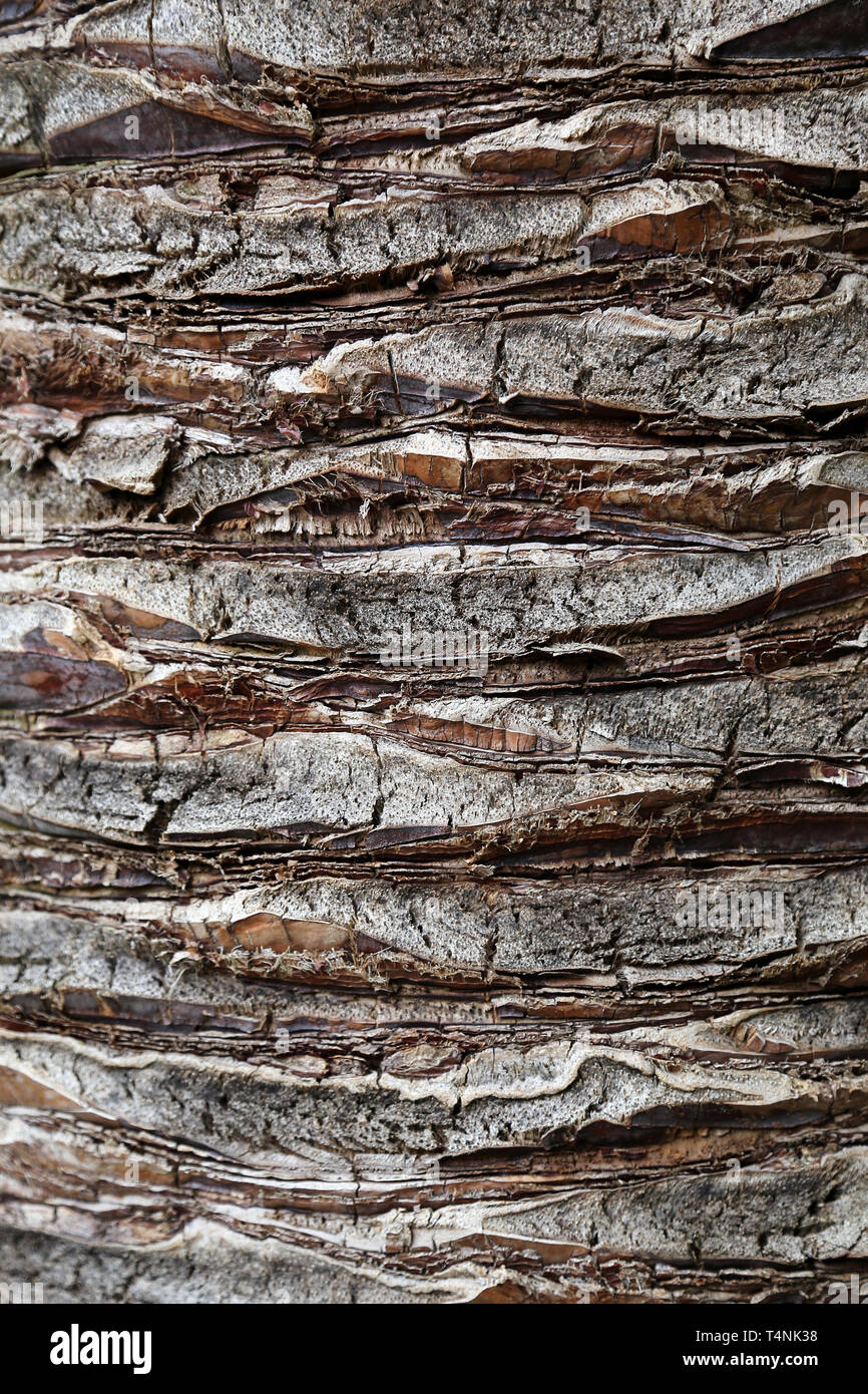 Wood surface background palm hi-res stock photography and images - Alamy
