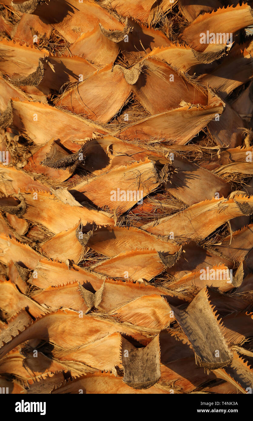Wood surface background palm hi-res stock photography and images - Alamy
