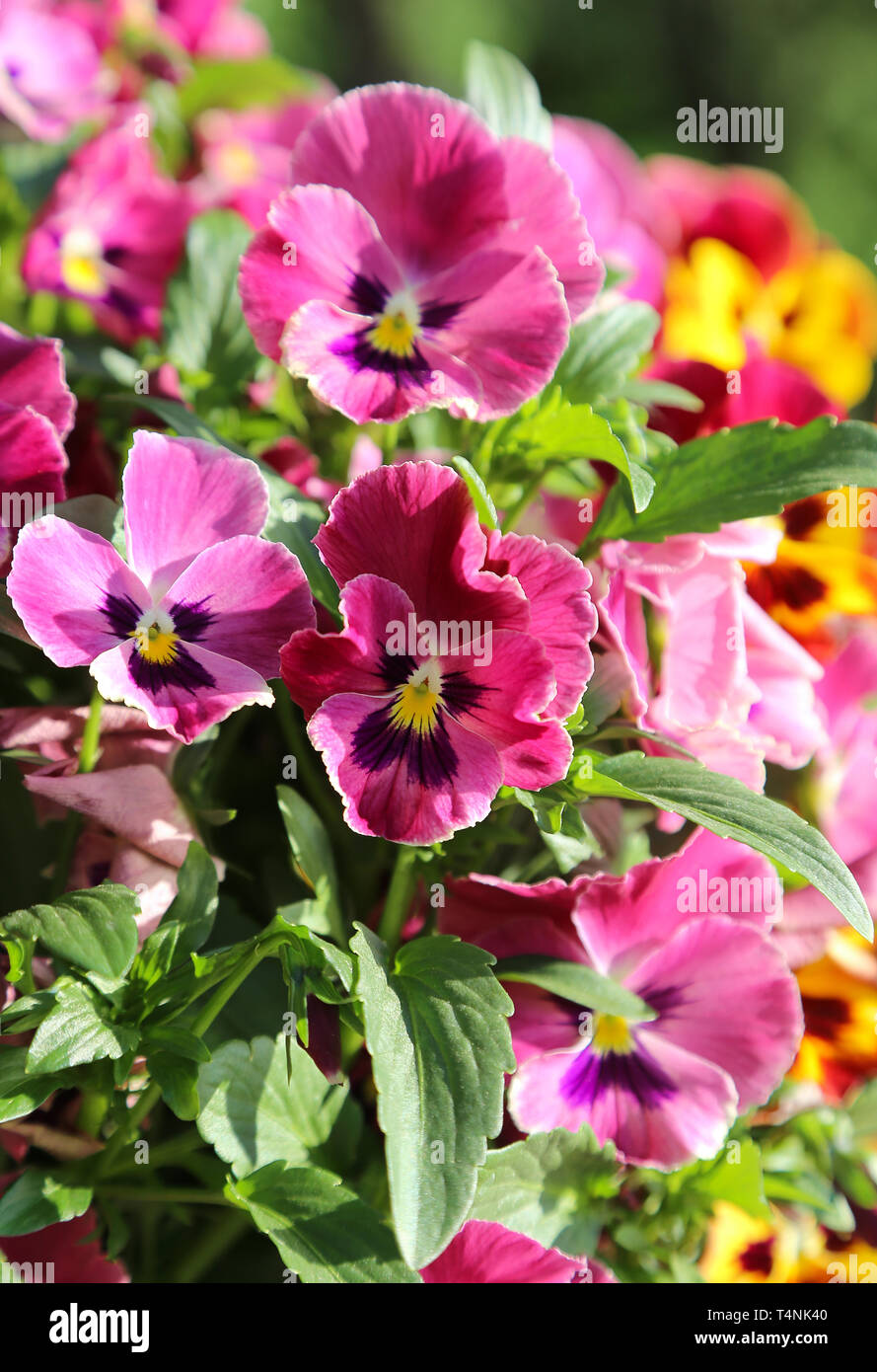 Bright violet flowers hi-res stock photography and images - Alamy