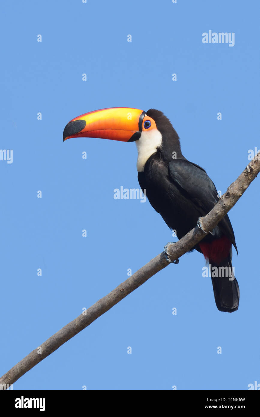 Toucans hi-res stock photography and images - Alamy