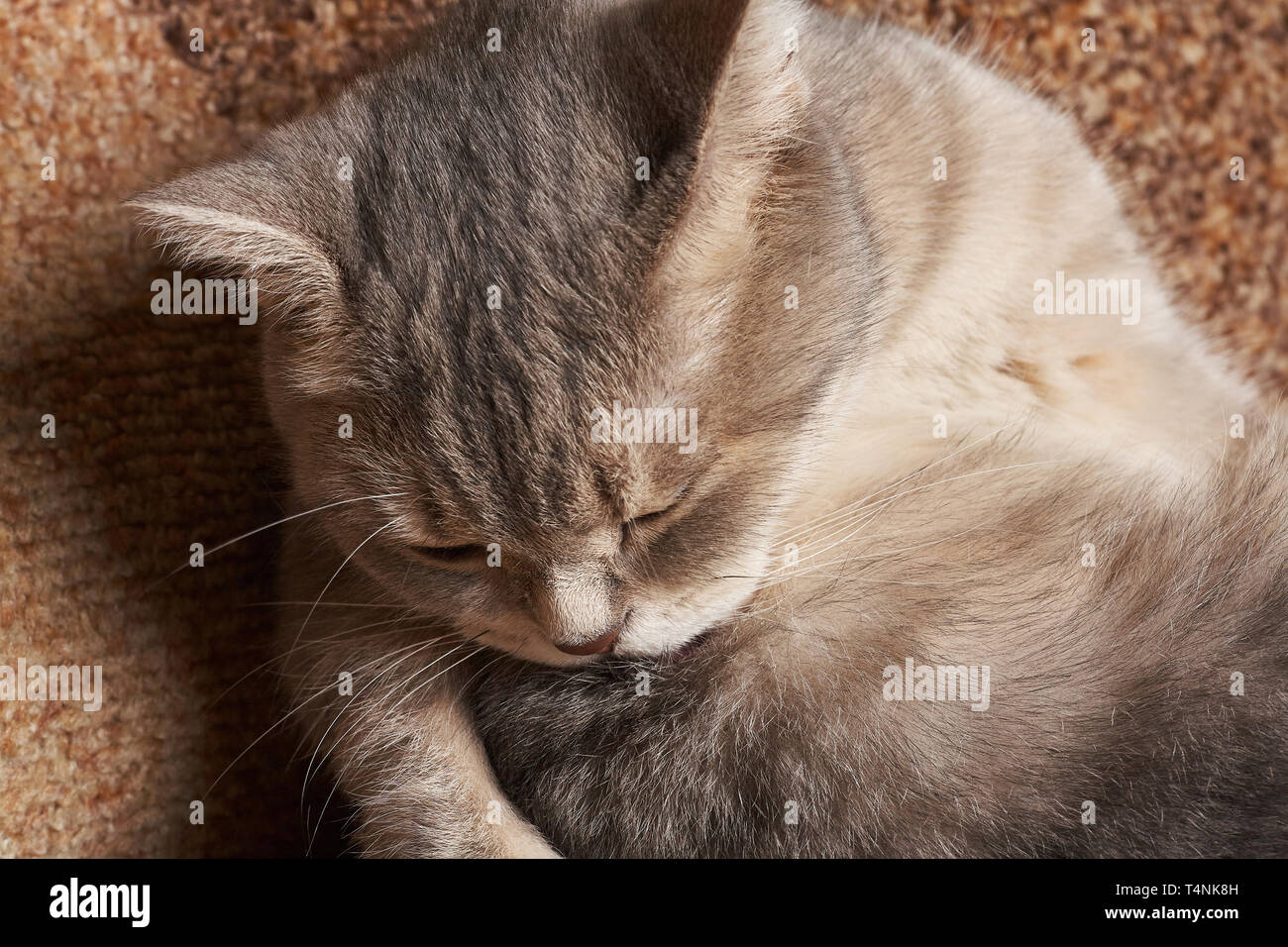 Red tongue hi-res stock photography and images - Alamy