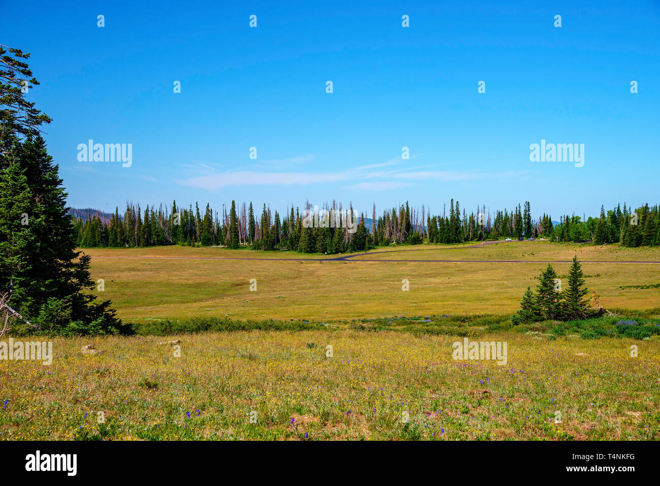 Wide open green grassy valley with green pine trees and forest beyond ...