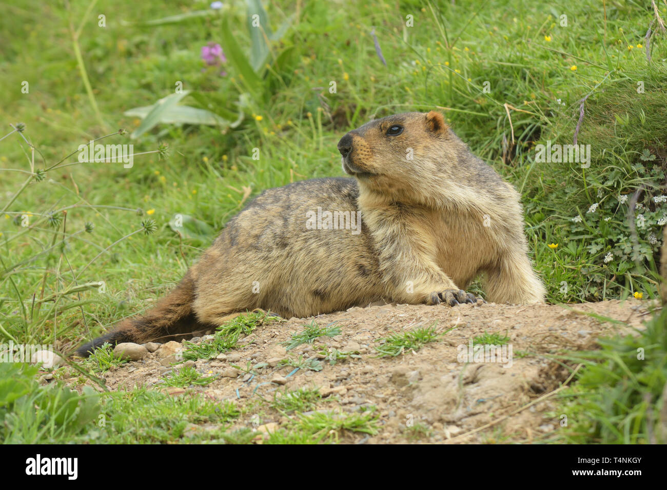 Himalayan Marmot (Marmota himalayana) at the entrance to its burrow in ...
