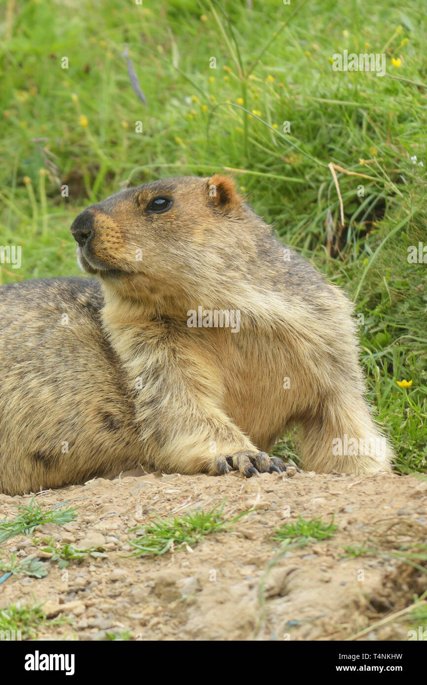 Tibet rodent hi-res stock photography and images - Alamy