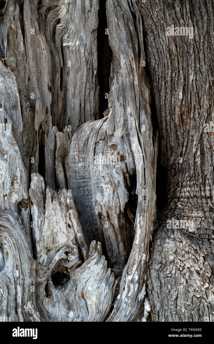 Olive tree bark hi-res stock photography and images - Alamy