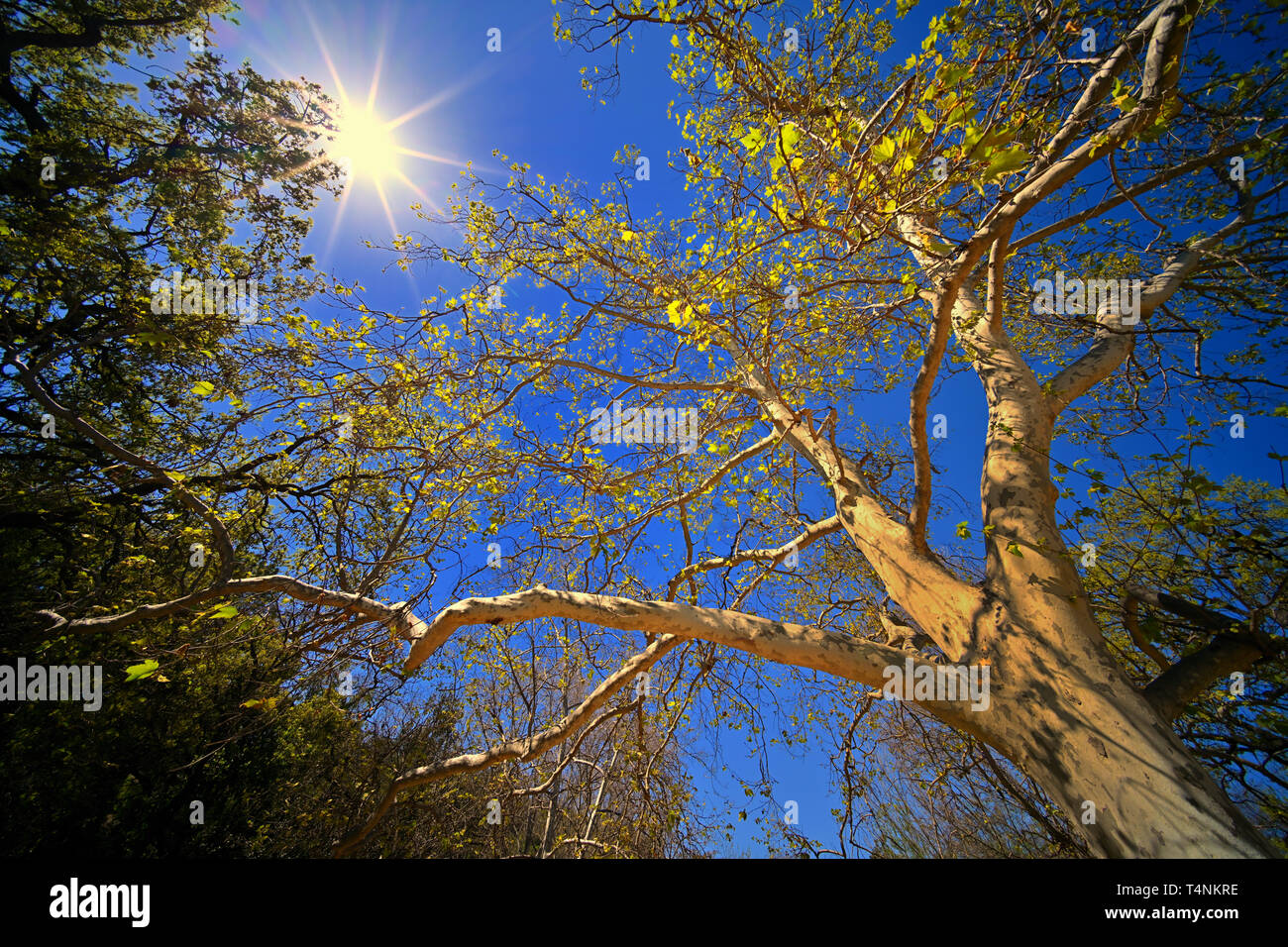 Sun with trees hi-res stock photography and images - Alamy
