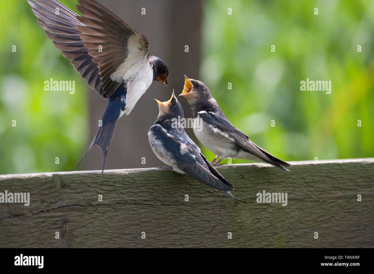 Barn Swallows, Hirundo rustica, young begging for food from single ...