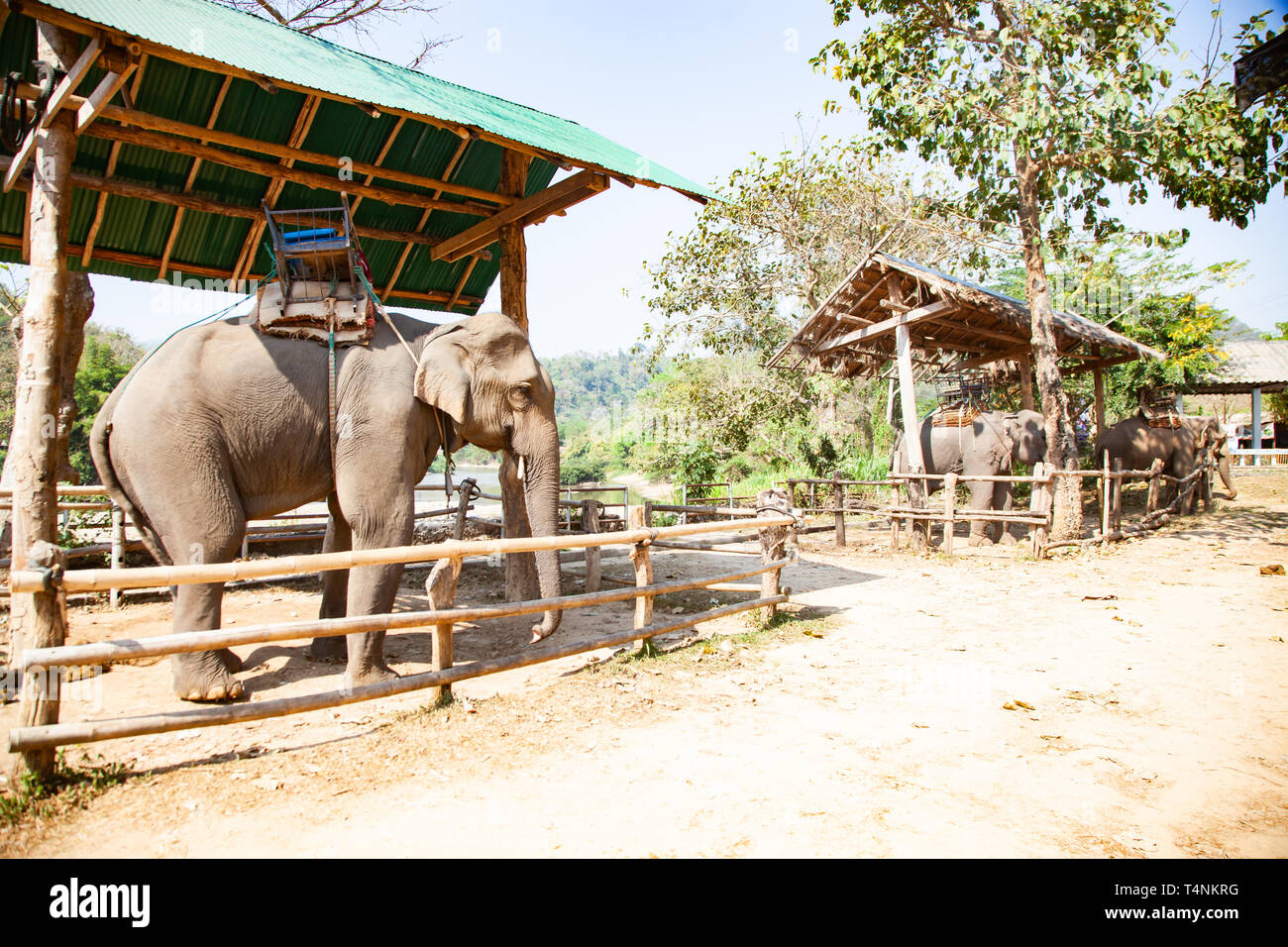 elephants being held captive in an elephant camp Chiang Mai Stock Photo ...