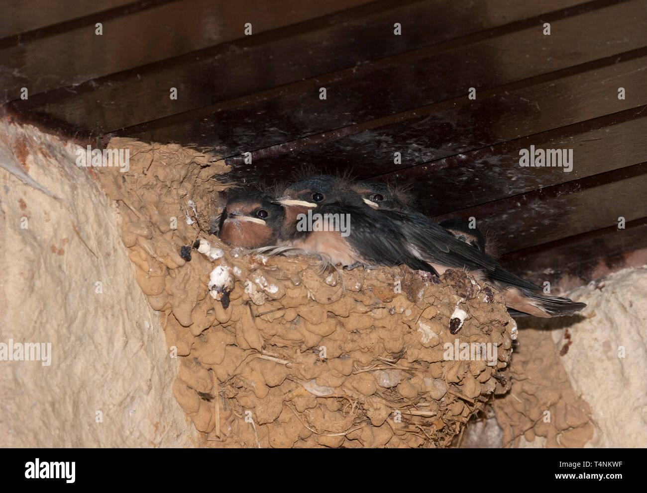 Barn Swallows, Hirundo rustica, young sitting in nest built in roof of ...
