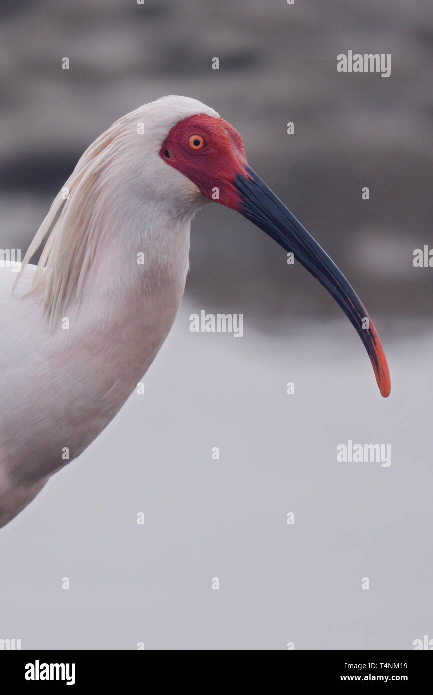 Crested ibis hi-res stock photography and images - Alamy