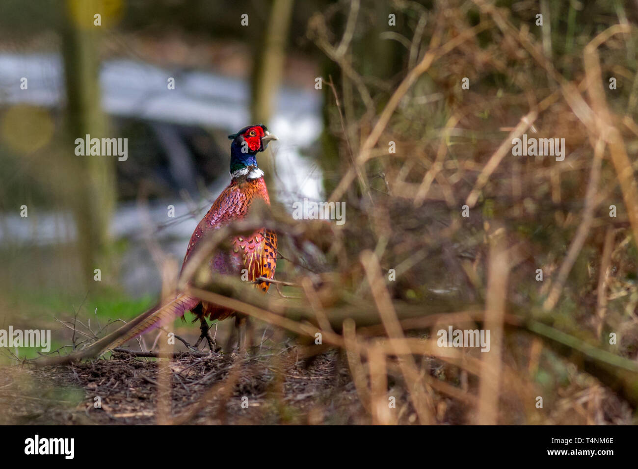 Stupid bird hi-res stock photography and images - Alamy