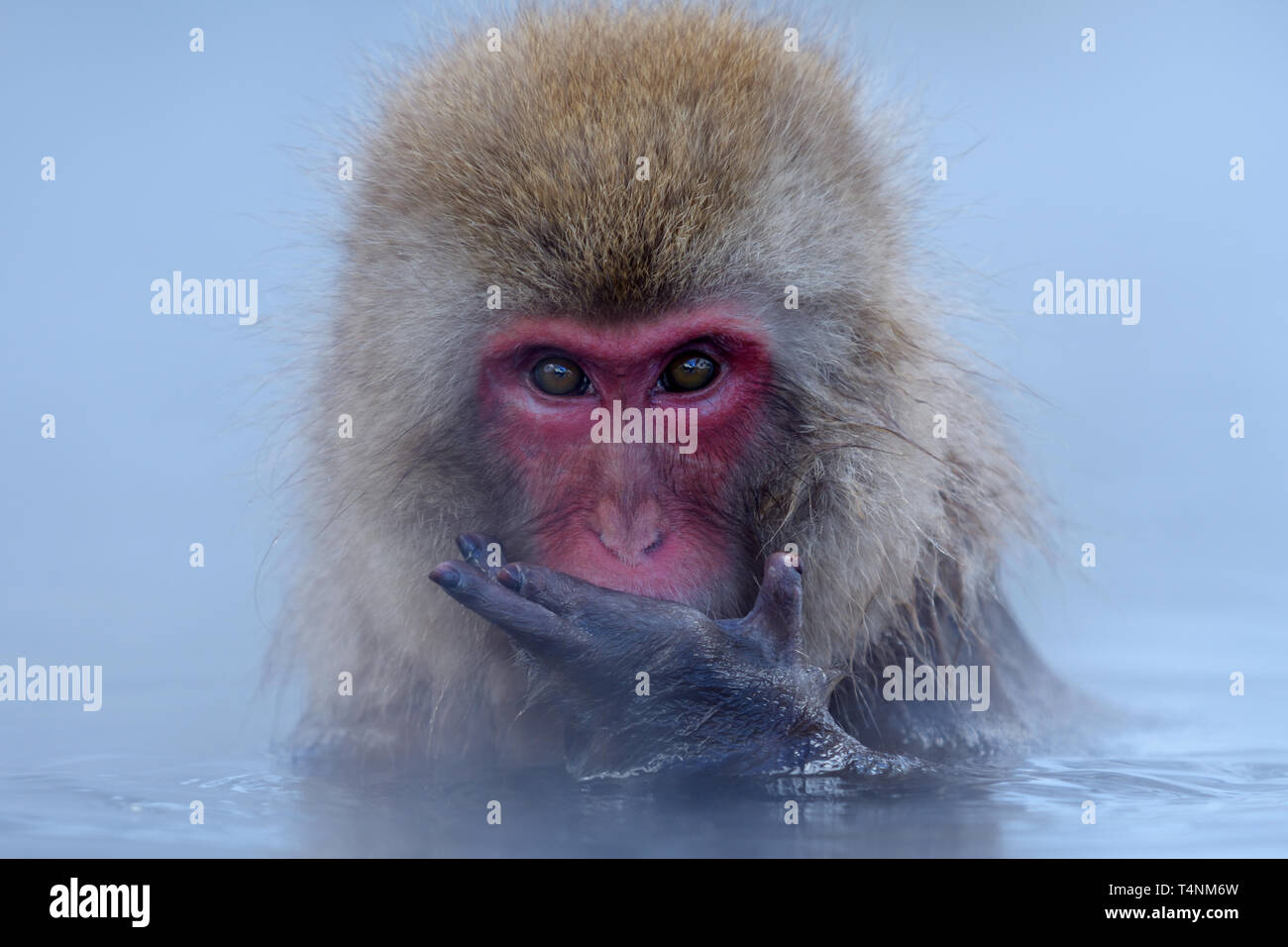 Japanese Macaque (Macaca fuscata) bathing in the hot spring at ...