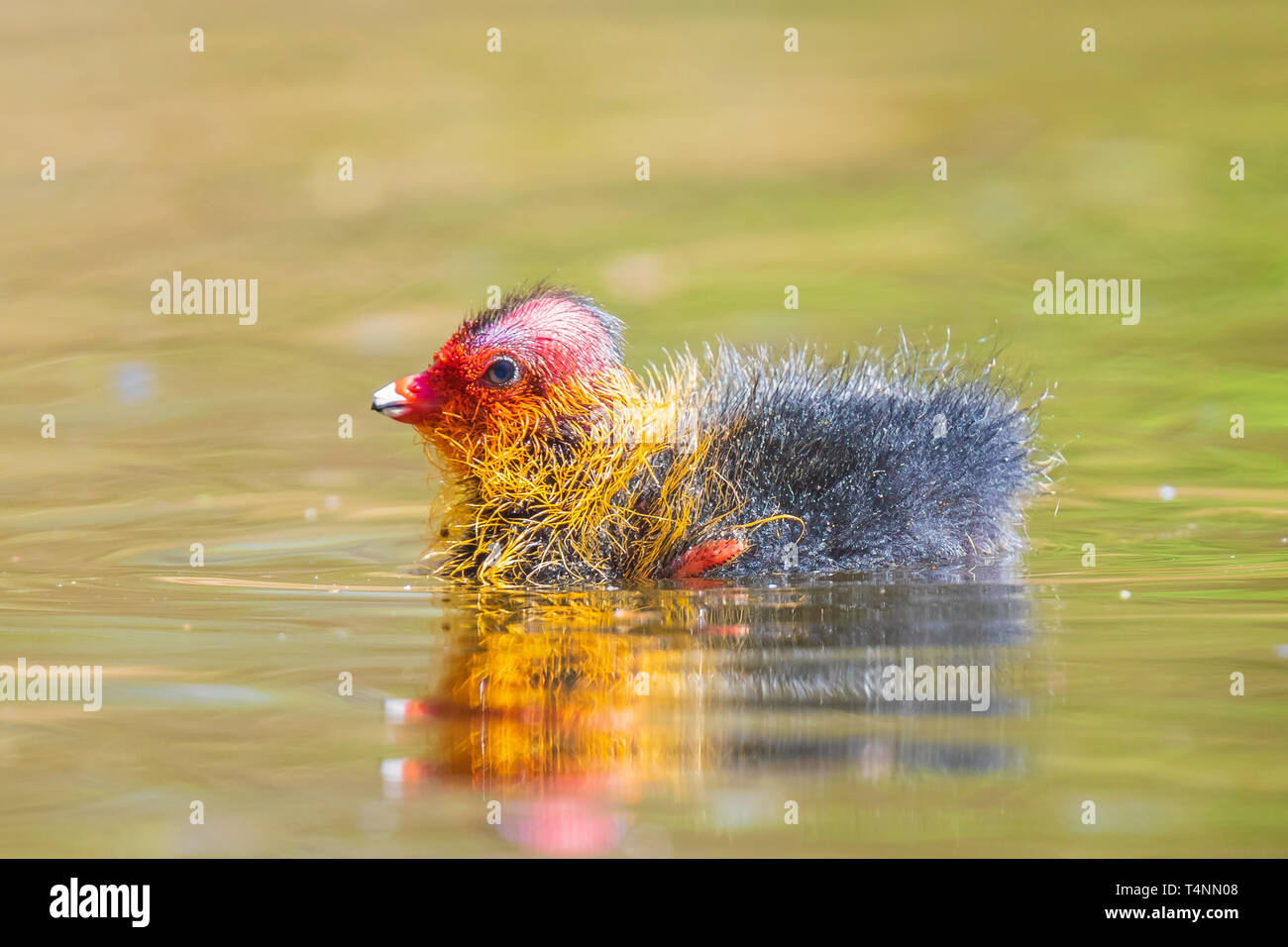 Eurasian coot, Fulica atra, chick with red head and black body swimming ...