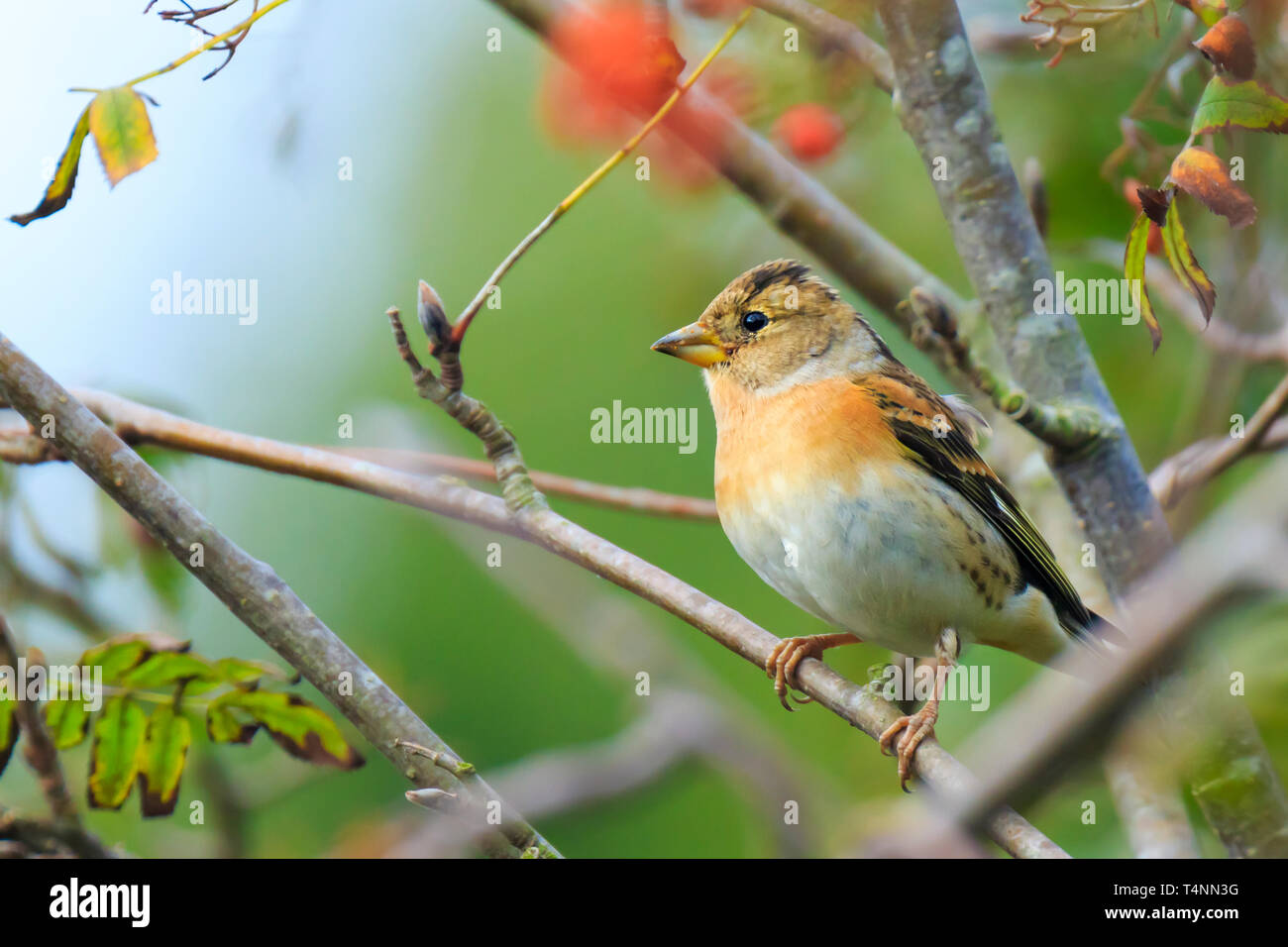 Closeup of a female brambling bird, Fringilla montifringilla, in winter ...