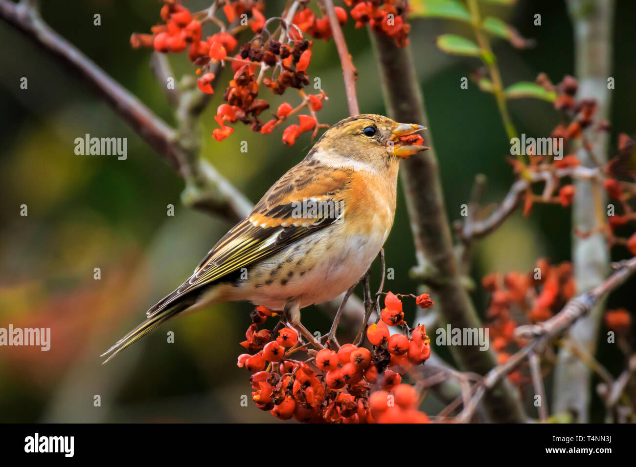Closeup of a brambling bird, Fringilla montifringilla, in winter ...