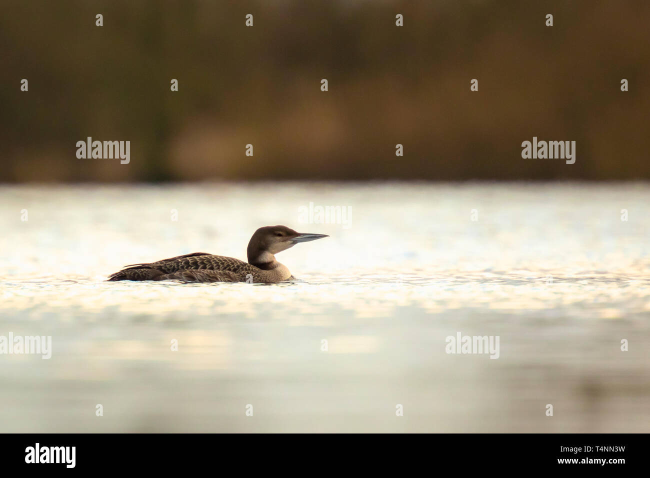 Common loon Gavia immer also known as the great northern diver or great ...