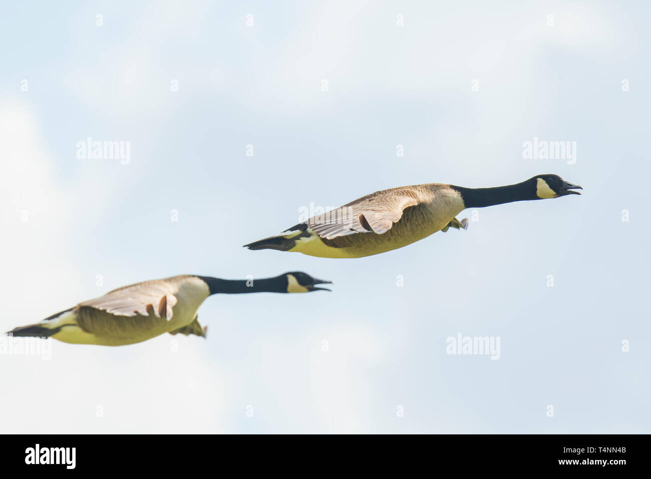 Close-up of Canadian geese Branta canadensis in flight migrating Stock ...