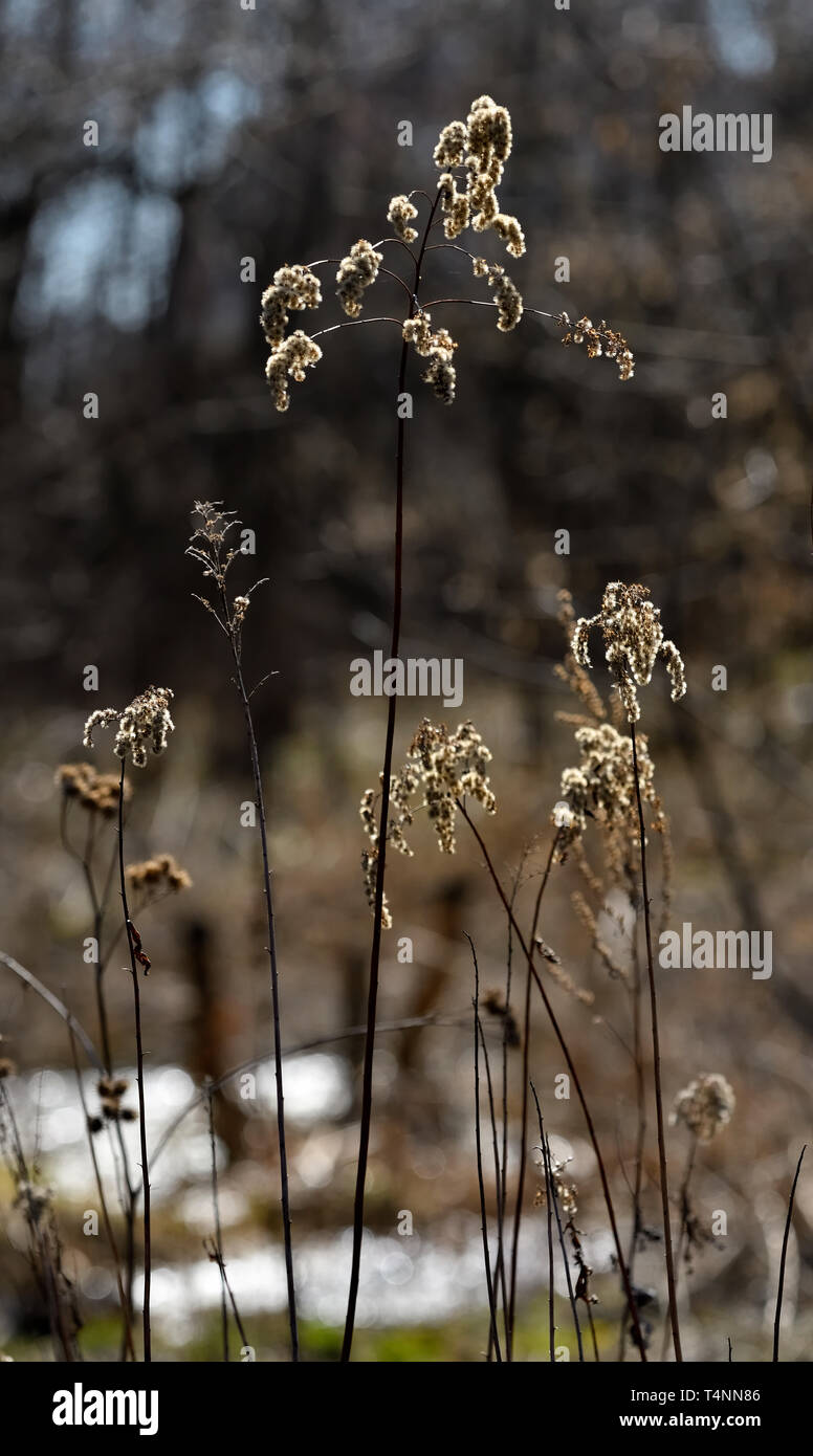 Dry open forest hi-res stock photography and images - Alamy