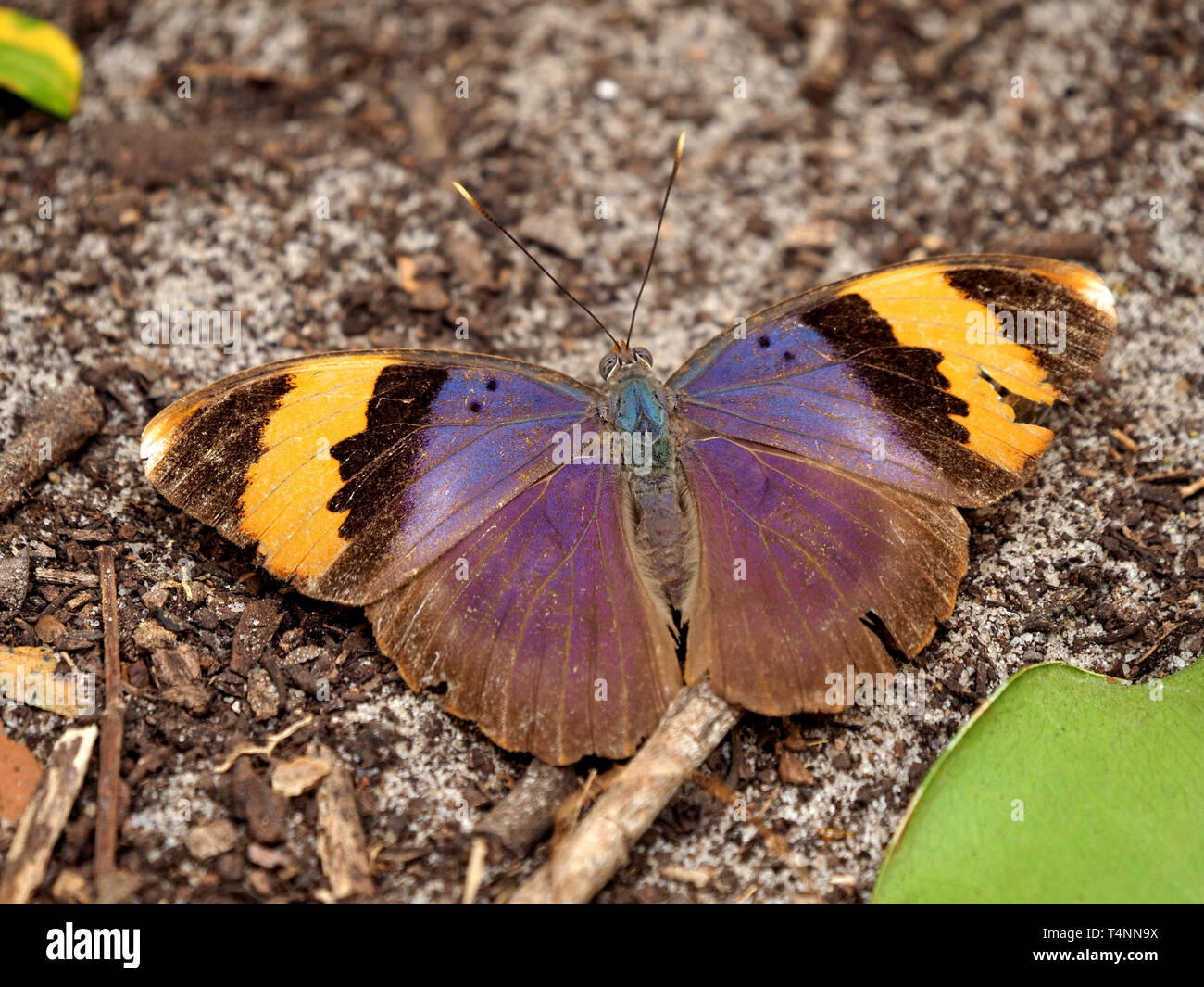 Euphaedra hi-res stock photography and images - Alamy