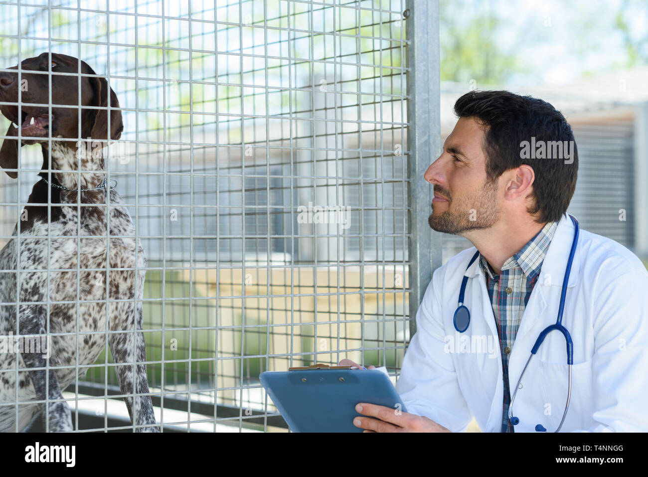 vet checking dog in pen Stock Photo - Alamy