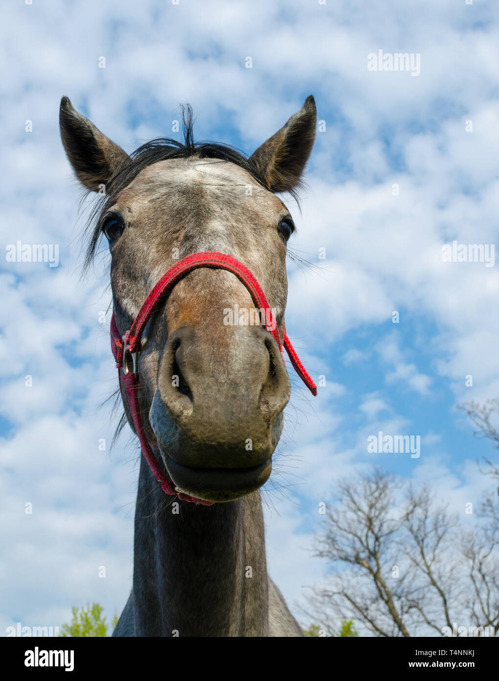 Goofy look hi-res stock photography and images - Alamy