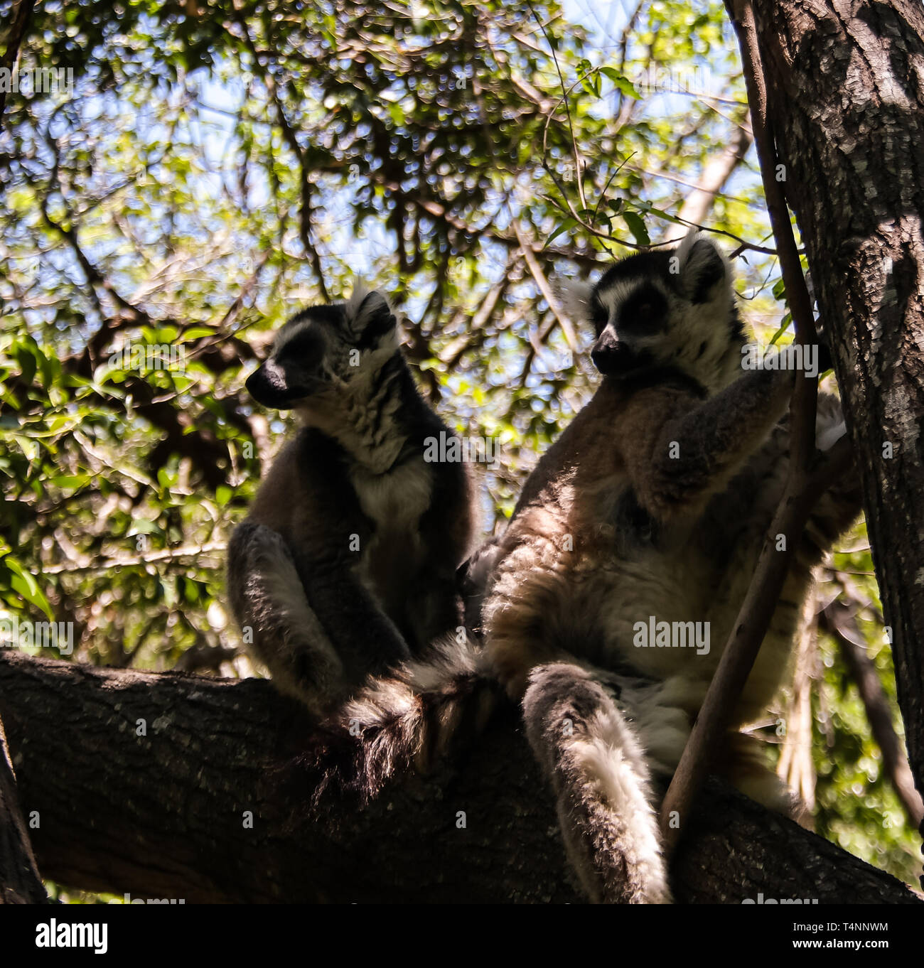 Portrait of the ring-tailed lemur Lemur catta aka King Julien in Anja ...