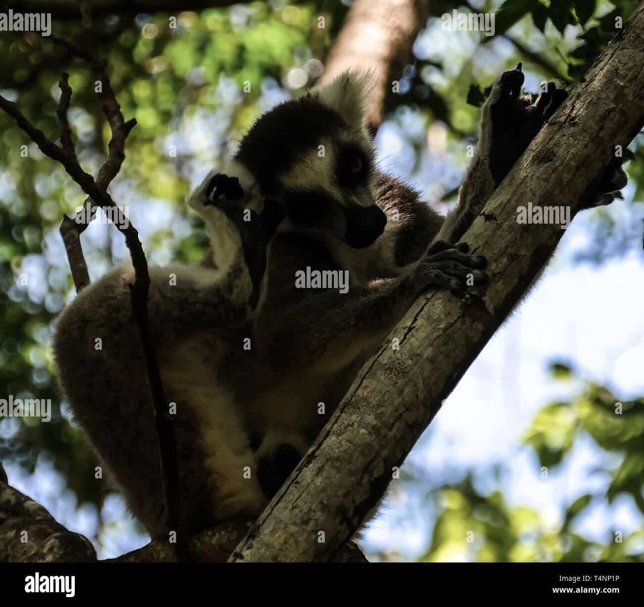 Portrait of the ring-tailed lemur Lemur catta aka King Julien in Anja ...