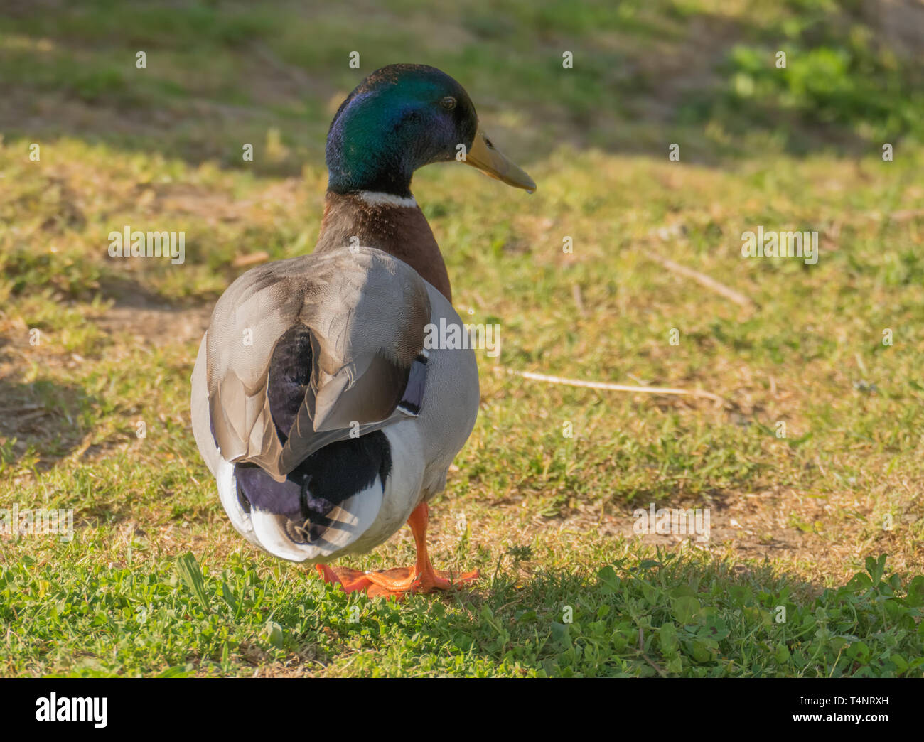 Sunny duck hi-res stock photography and images - Alamy