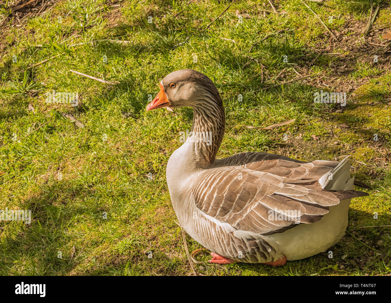 Nature park outdoor sunny bird grass hi-res stock photography and ...