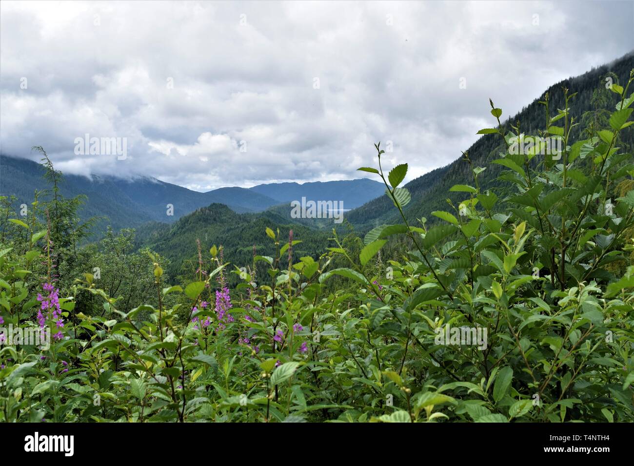 Wild flowers of alaska hi-res stock photography and images - Alamy