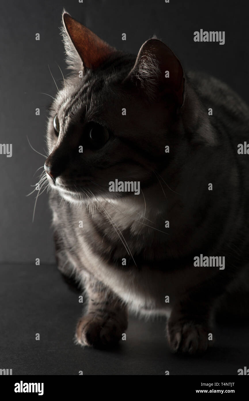 Dramatically lit profile portrait of a purebred silver bengal cat Stock ...