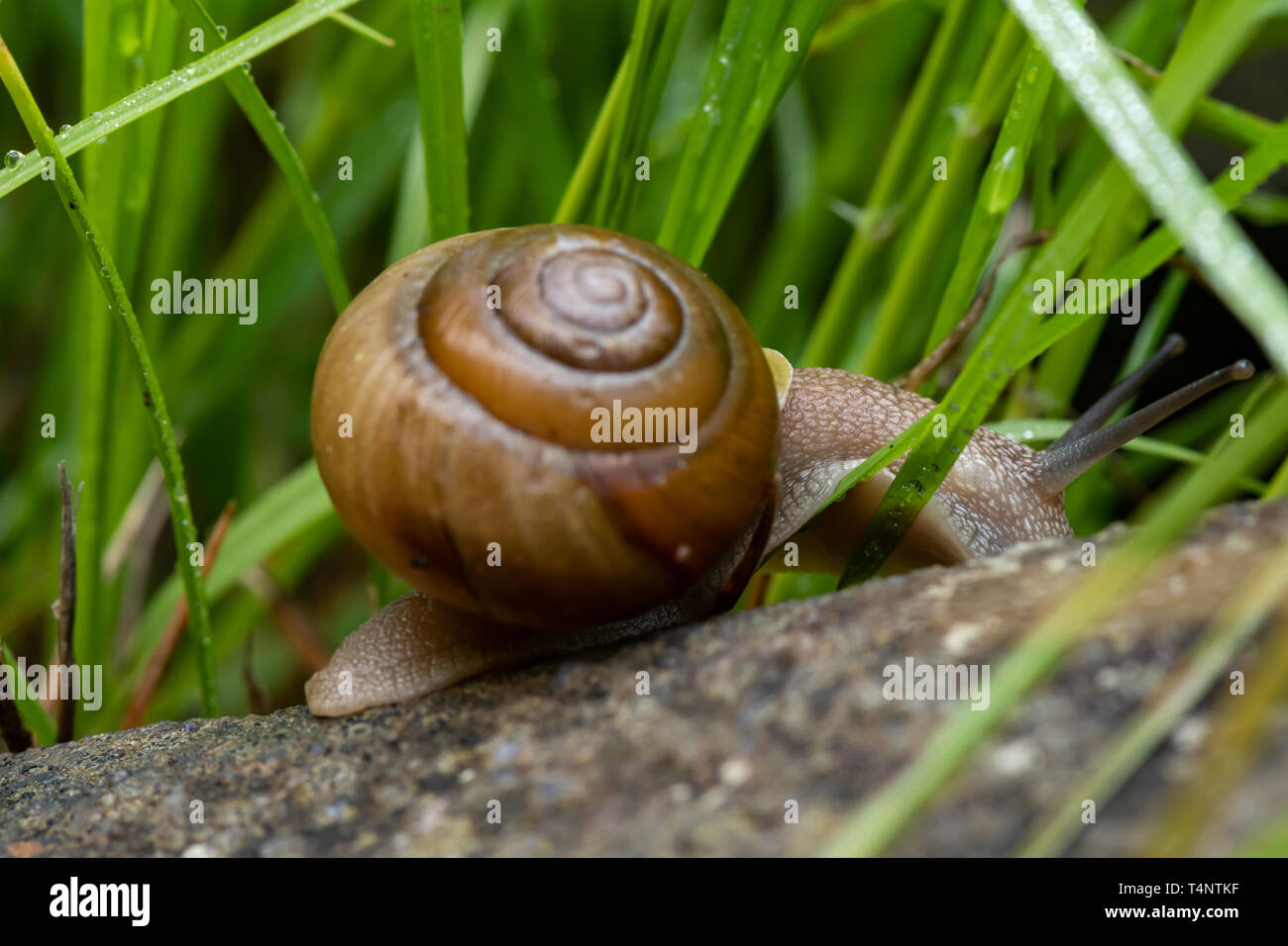 Snail neck in focus as it crawls away Stock Photo - Alamy