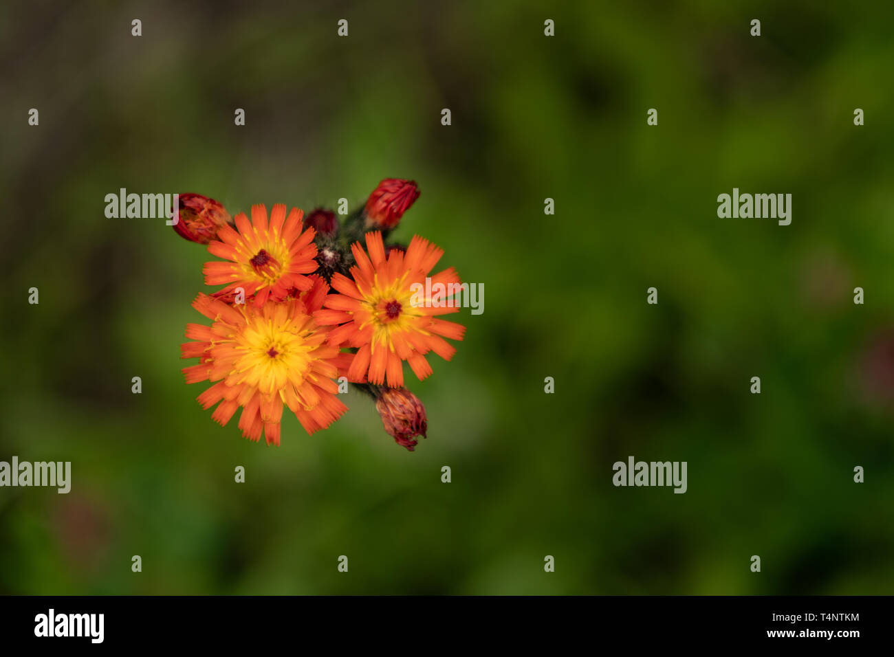 Small Group of Orange Wildflowers Stock Photo - Alamy