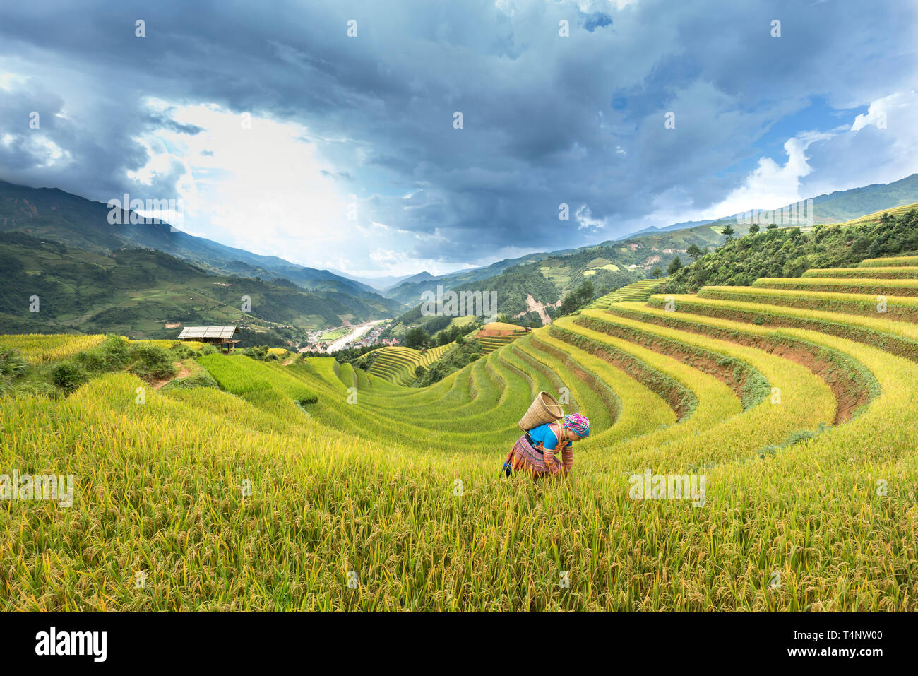 Dawn on rice fields prepares the harvest at northwest Vietnam. Rice fields terraced of Hoang Su ...