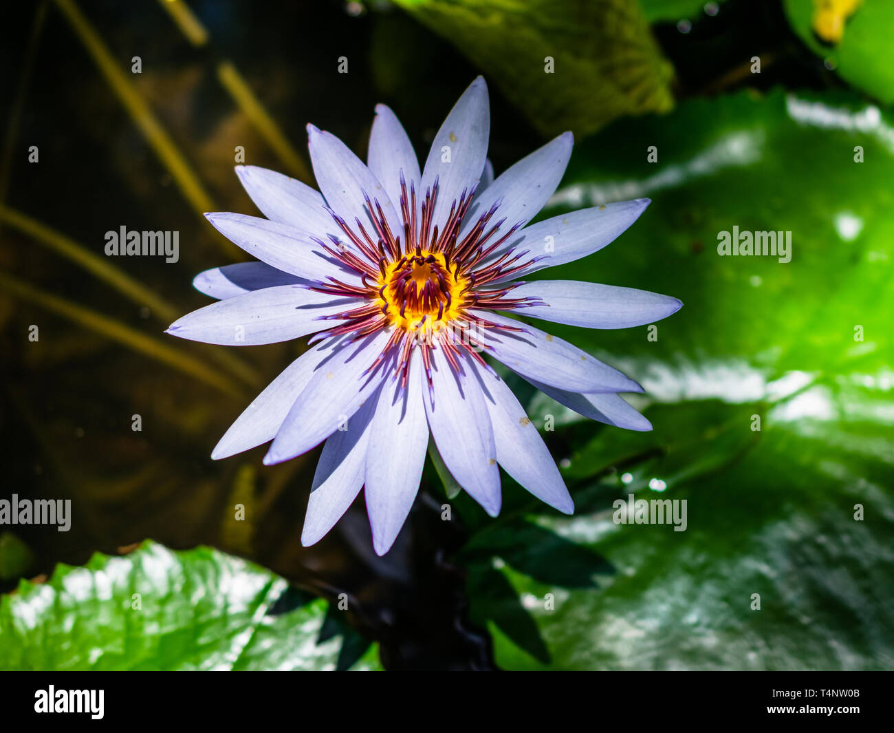 Open water lily Stock Photo - Alamy