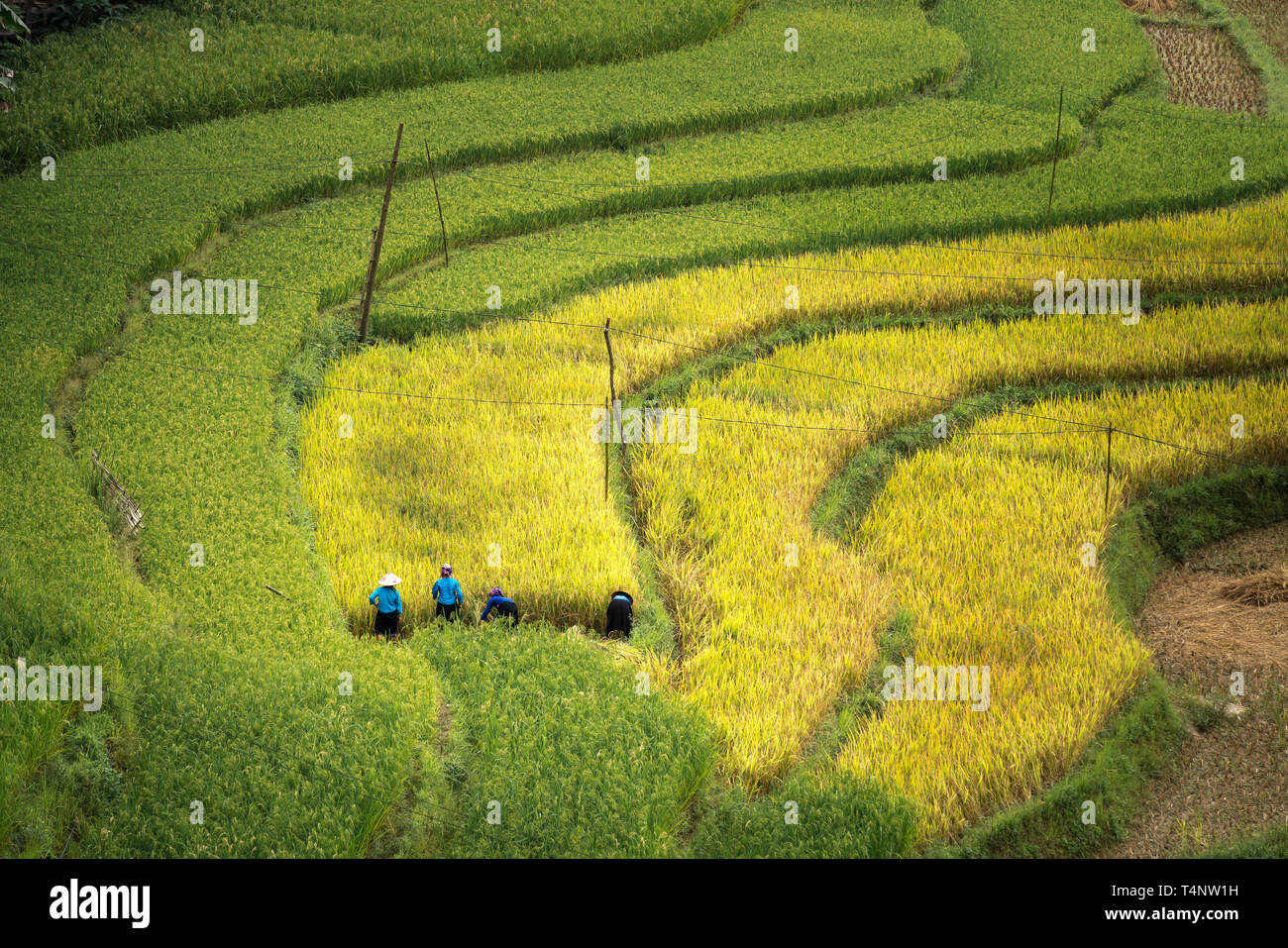 Dawn on rice fields prepares the harvest at northwest Vietnam. Rice fields terraced of Hoang Su ...