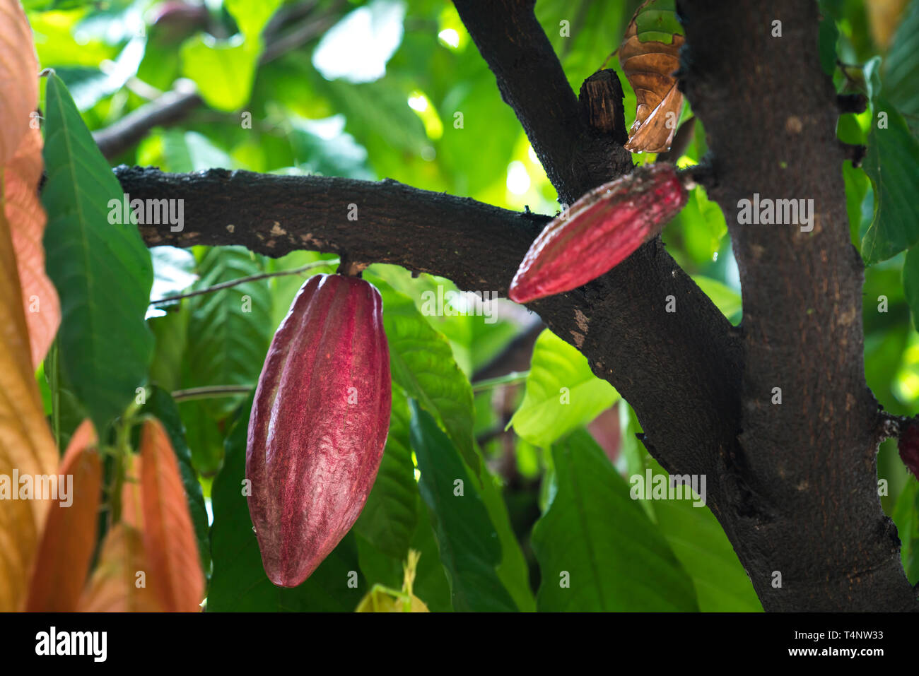 Cacao Tree. Organic cocoa fruit pods in nature Stock Photo - Alamy