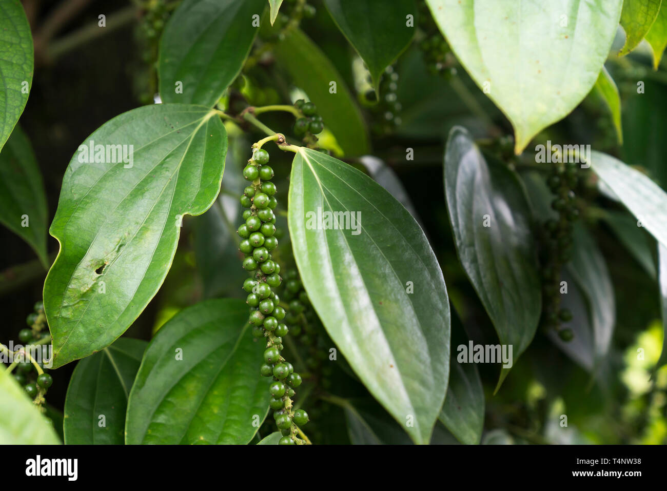 green pepper on the tree Stock Photo - Alamy