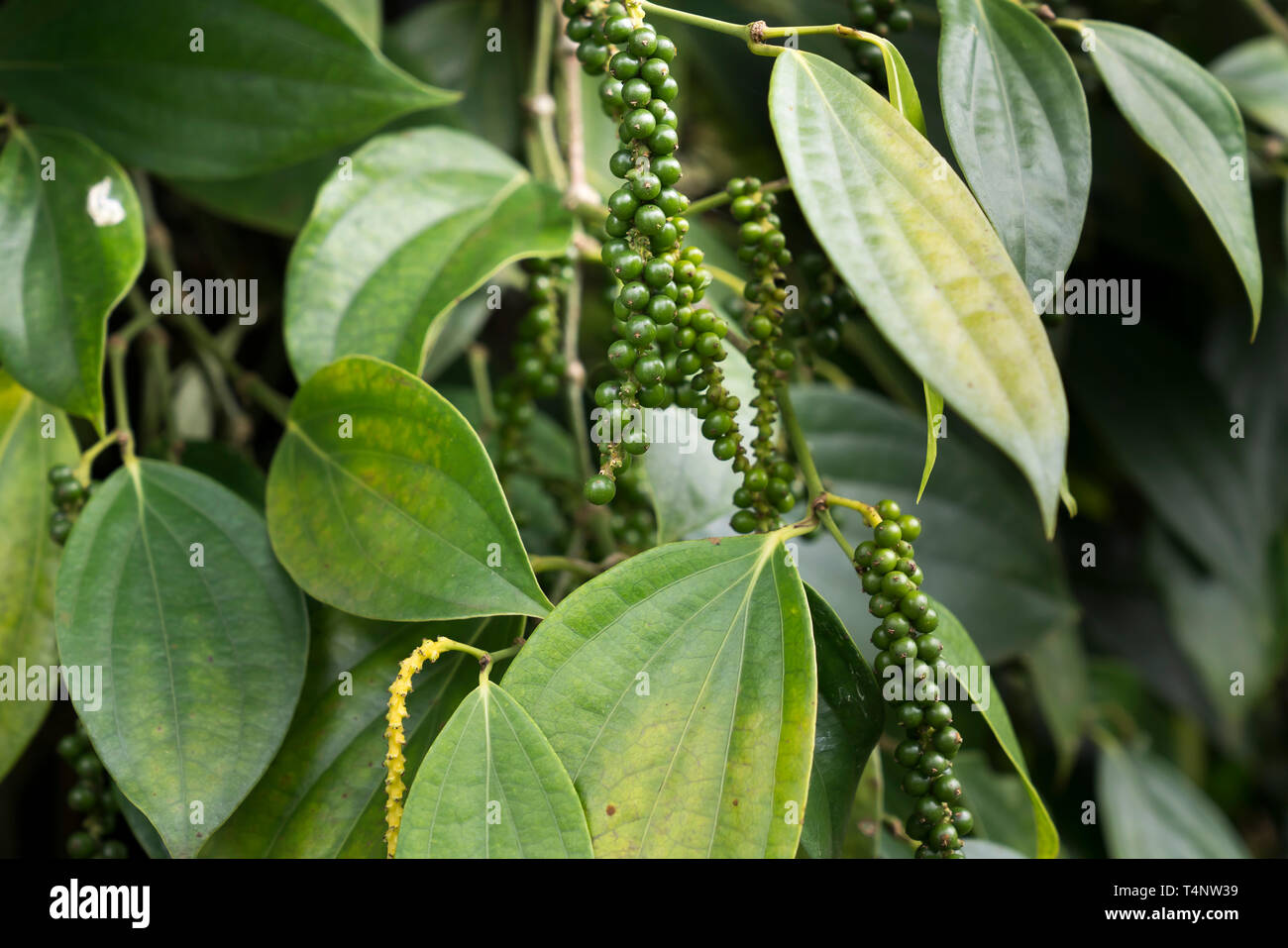 green pepper on the tree Stock Photo - Alamy