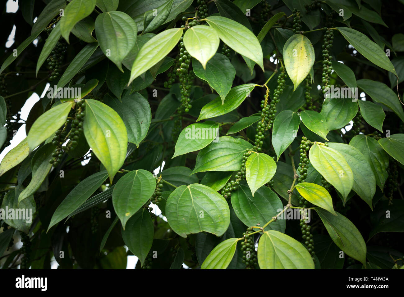 Black pepper plantation kerala hi-res stock photography and images - Alamy