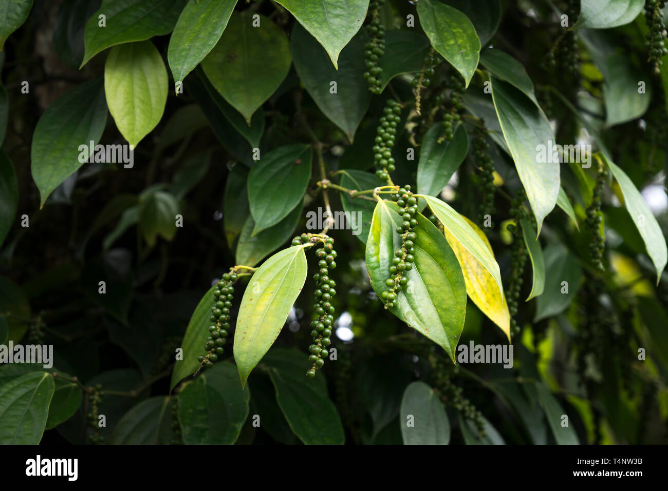 Closeup black pepper kerala hi-res stock photography and images - Alamy