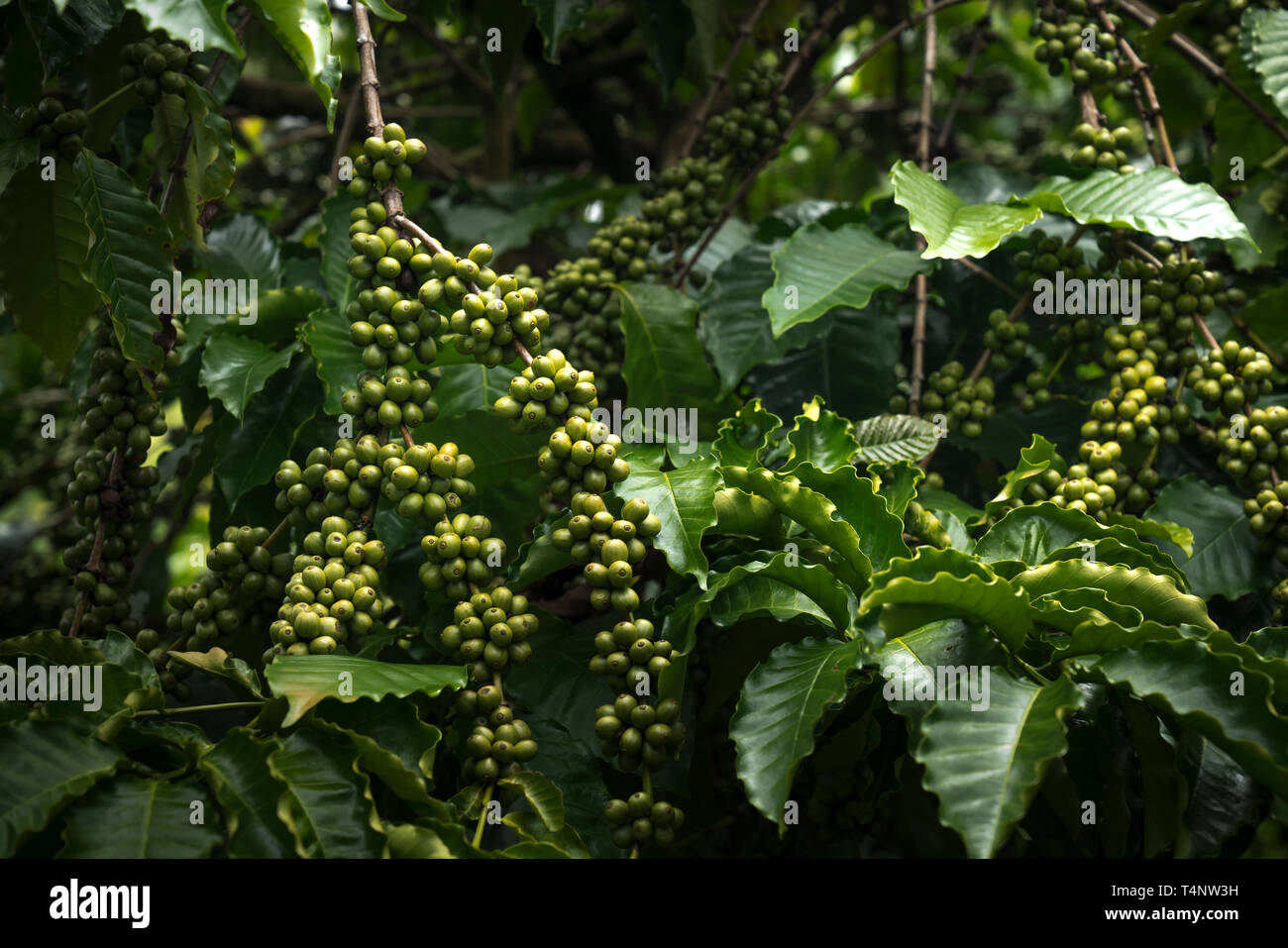 Black pepper plantation kerala hi-res stock photography and images - Alamy