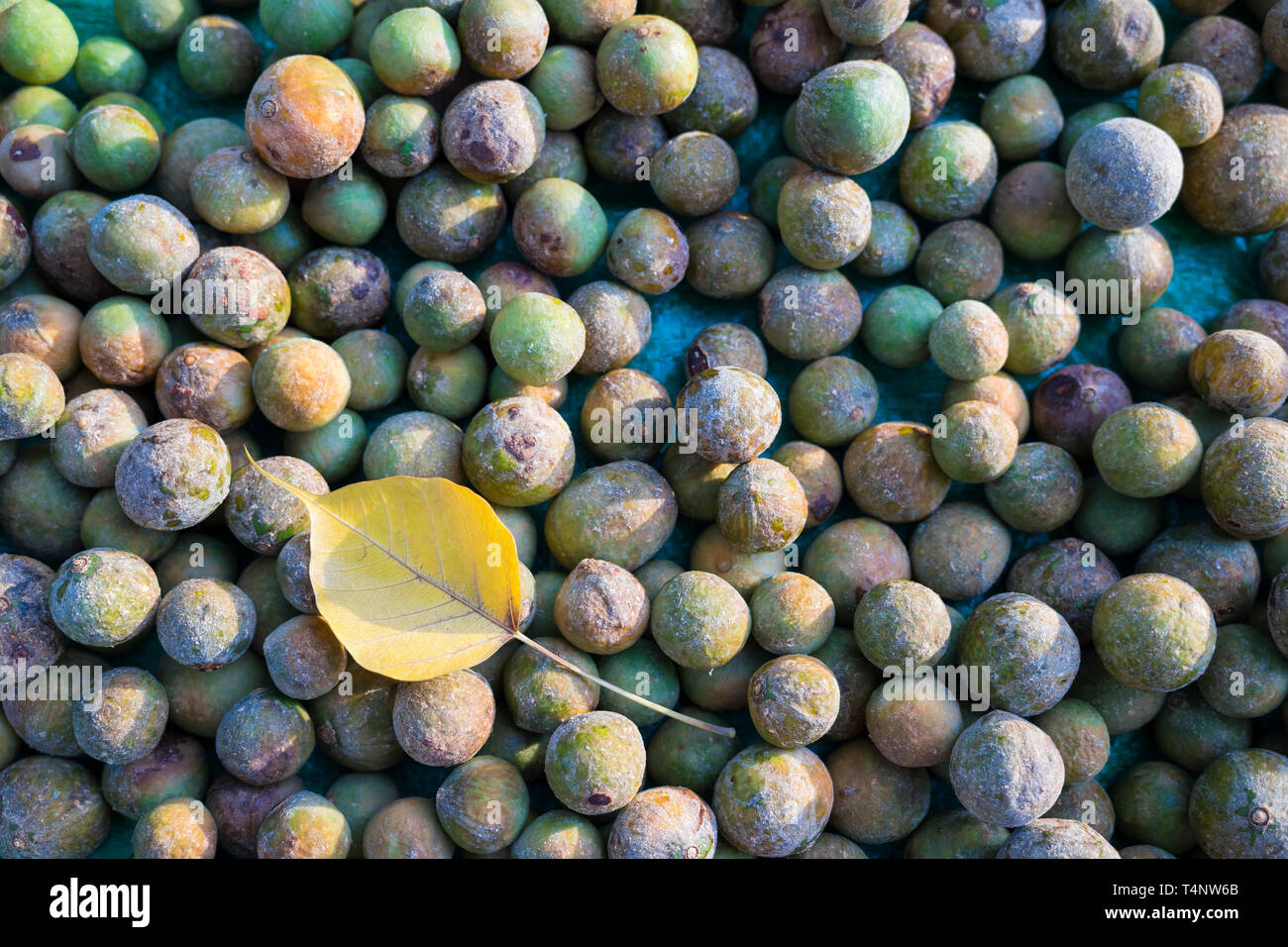 Asian Sour Fruit