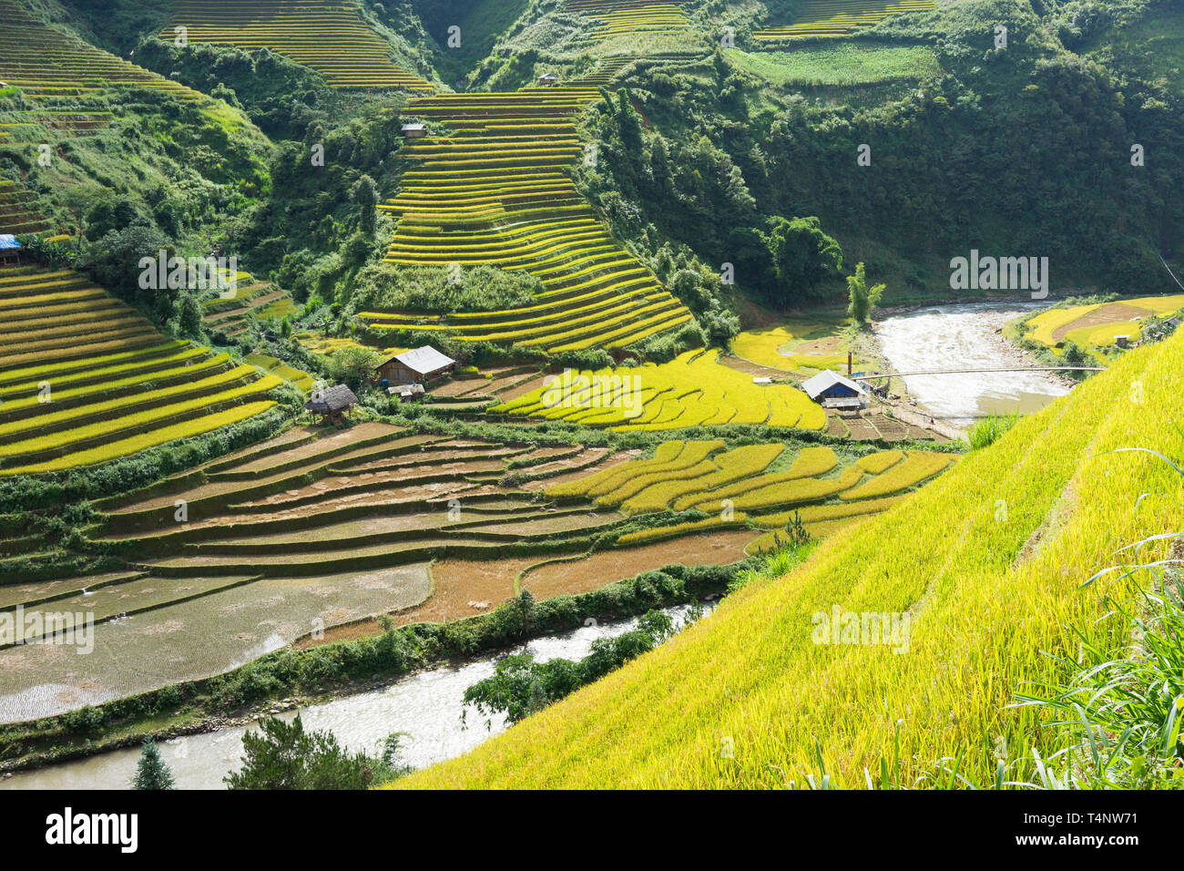 Asian rice field in harvesting season in Mu Cang Chai, Yen Bai, Vietnam ...