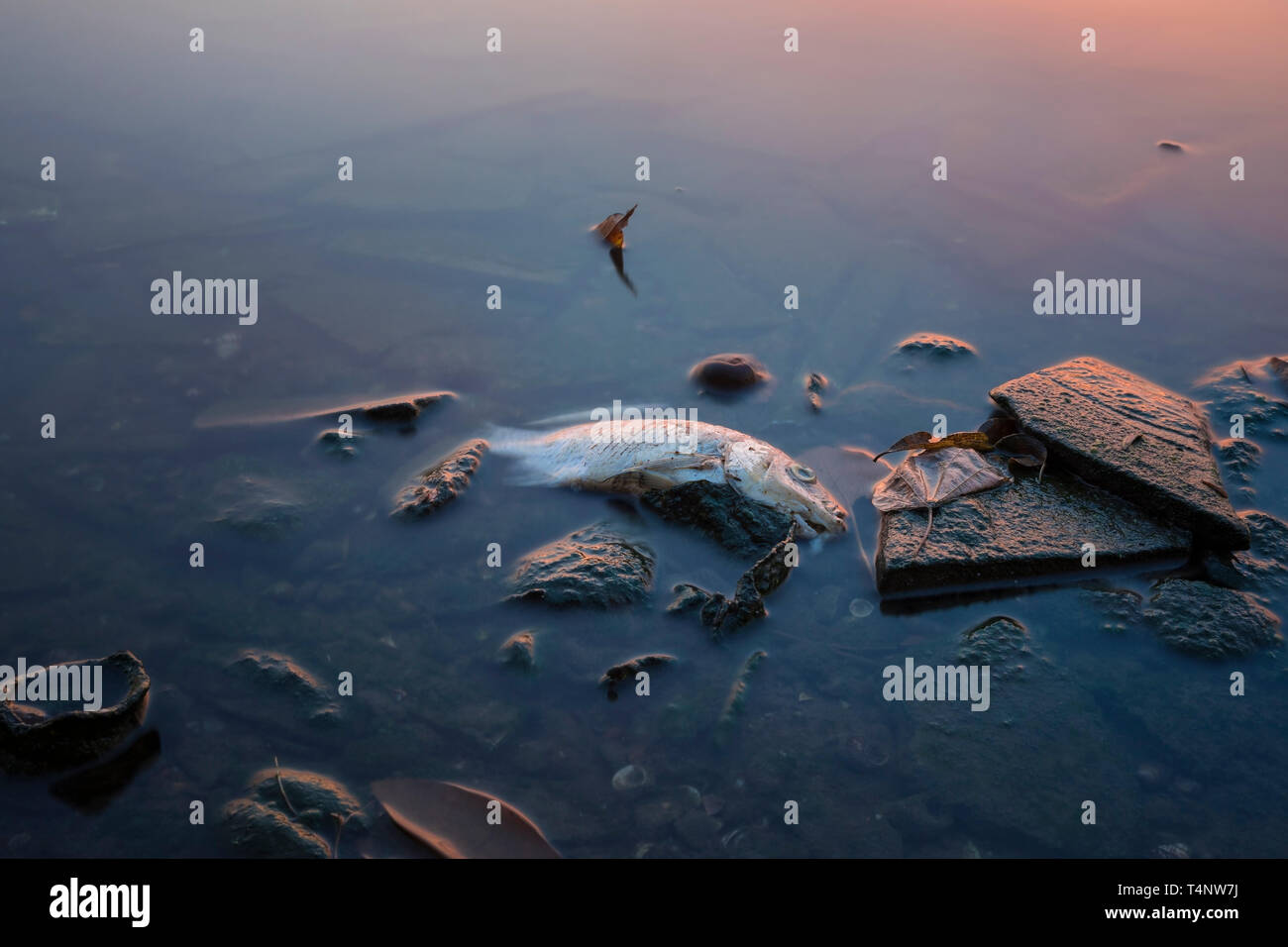 Dead fish pollution west hi-res stock photography and images - Alamy