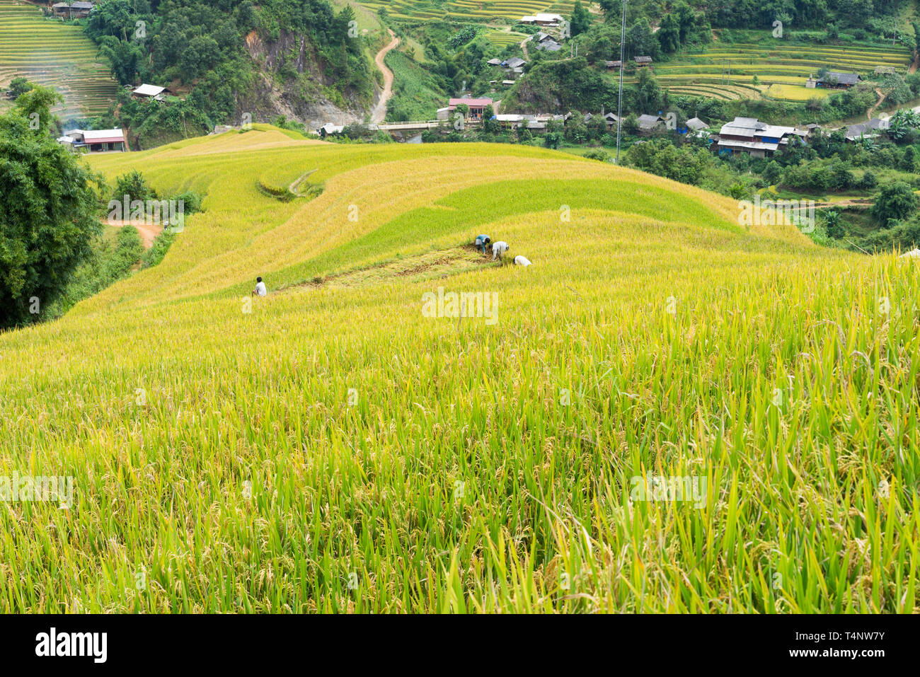Asian rice field in harvesting season in Mu Cang Chai, Yen Bai, Vietnam ...