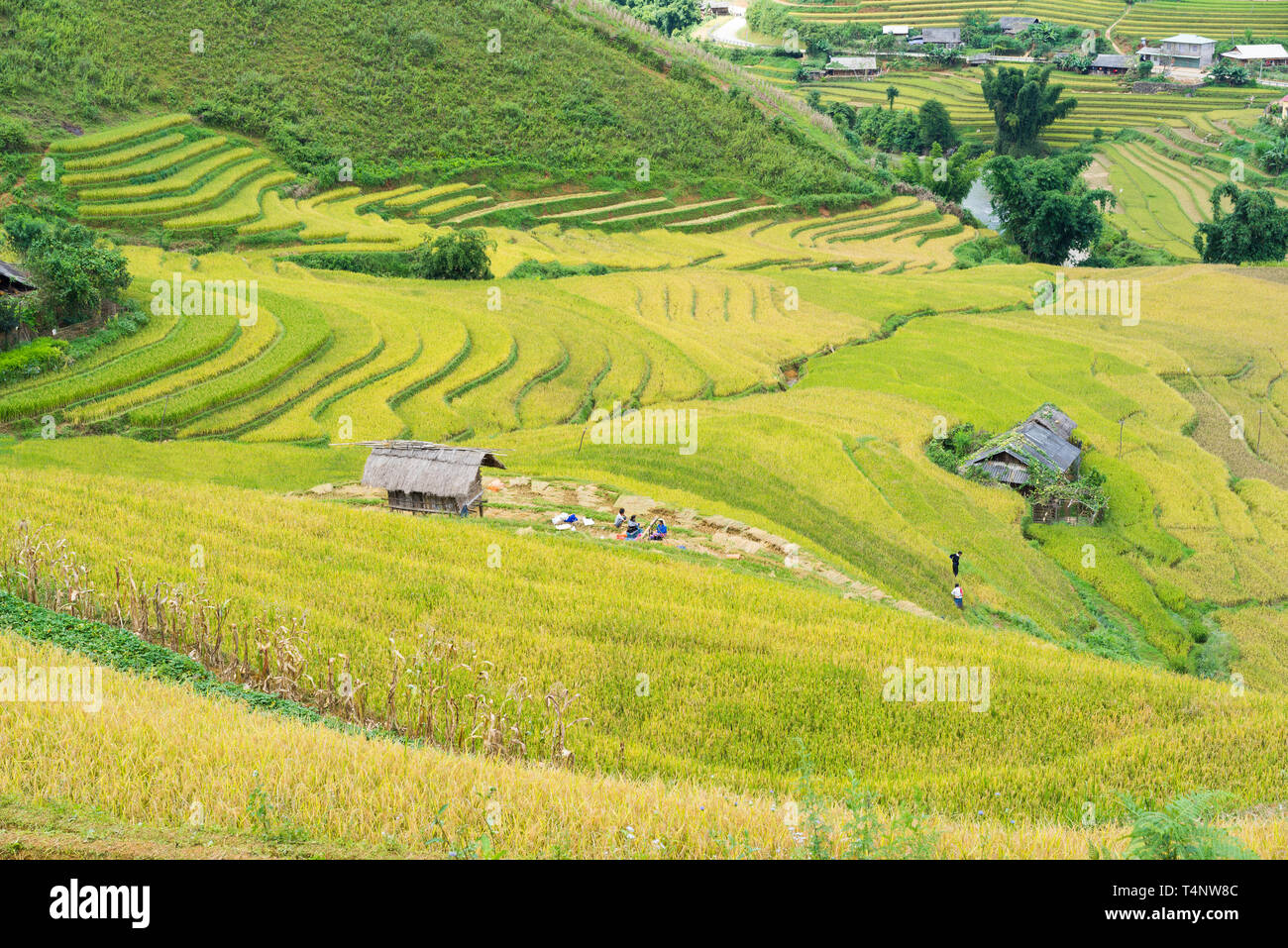 Asian rice field in harvesting season in Mu Cang Chai, Yen Bai, Vietnam ...